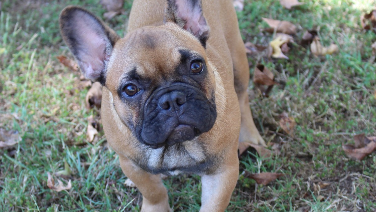 Welcome to Red Oak Frenchies